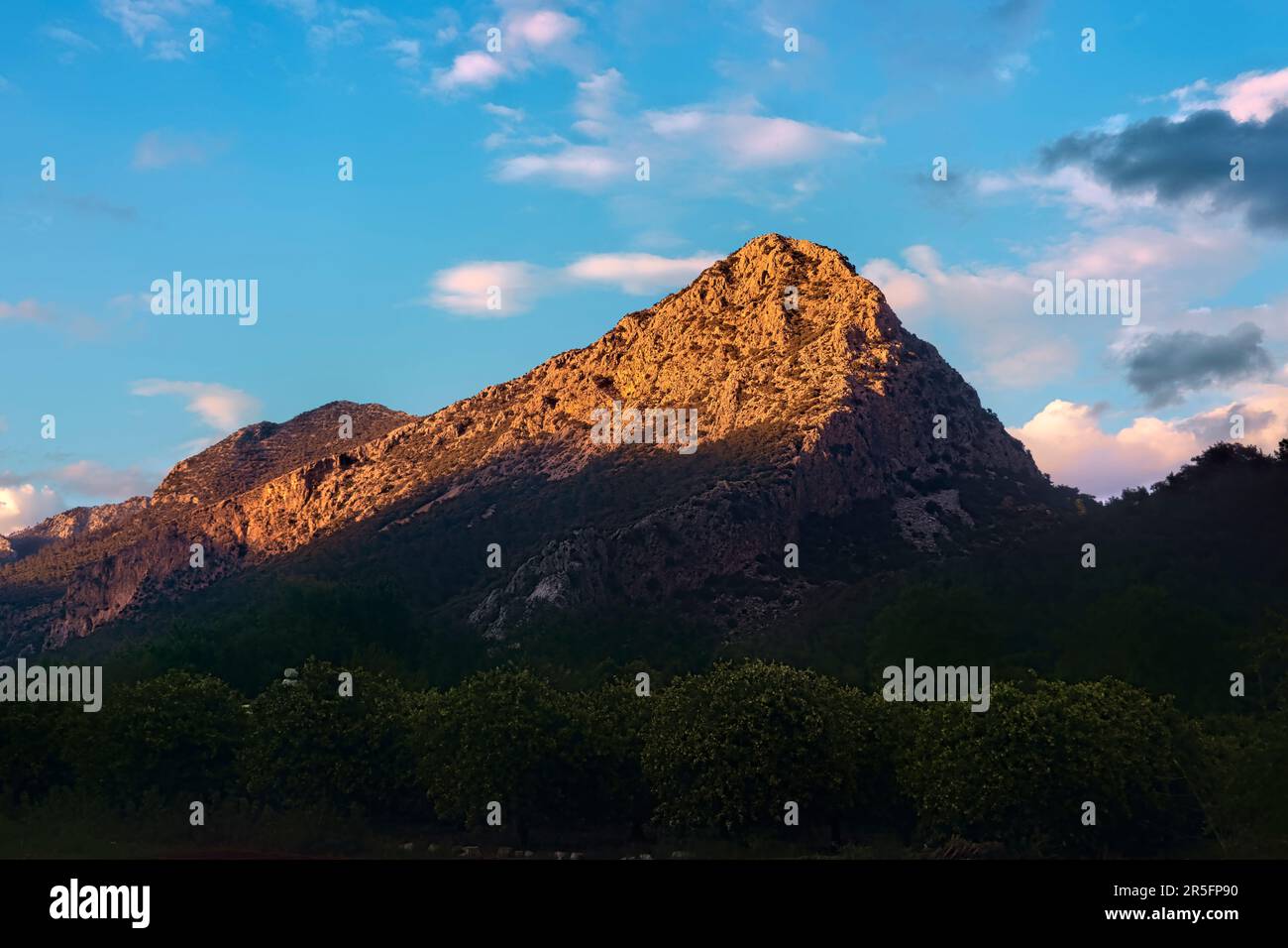 Musa paradisiaque Banque de photographies et d’images à haute ...