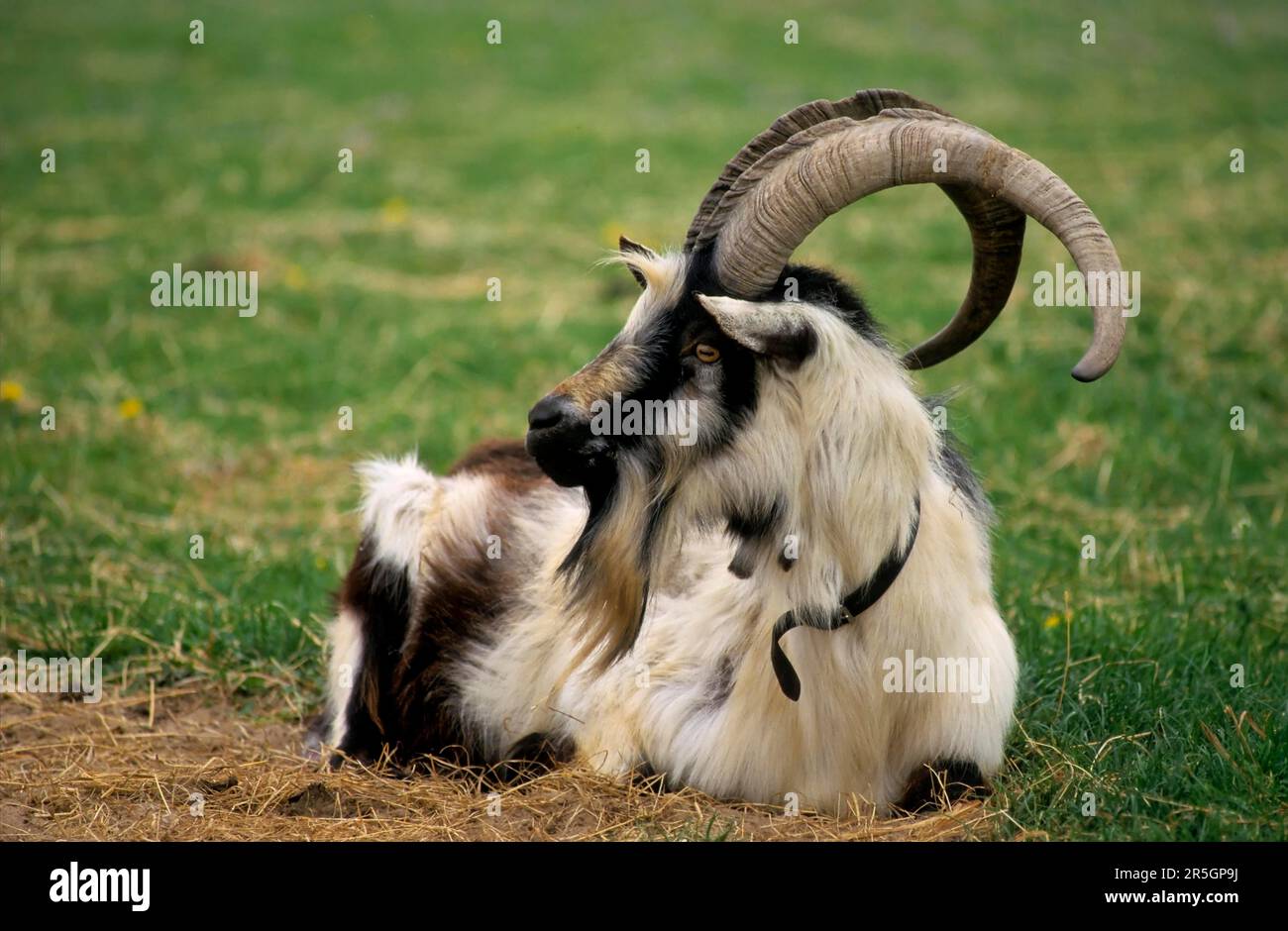 Peacock goat Banque de photographies et d’images à haute résolution - Alamy