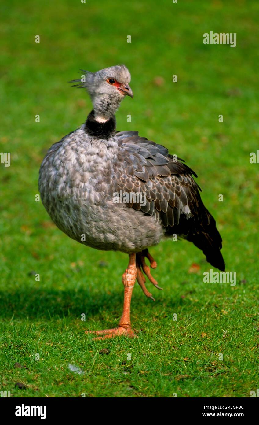 Chaya sauvage Banque de photographies et d’images à haute résolution ...