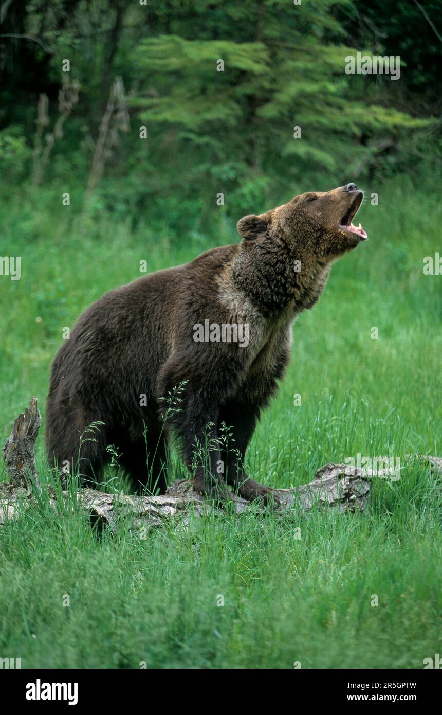 Grizzly bear male ursus arctos horribilis male grizzly bear Banque de photographies et d’images ...