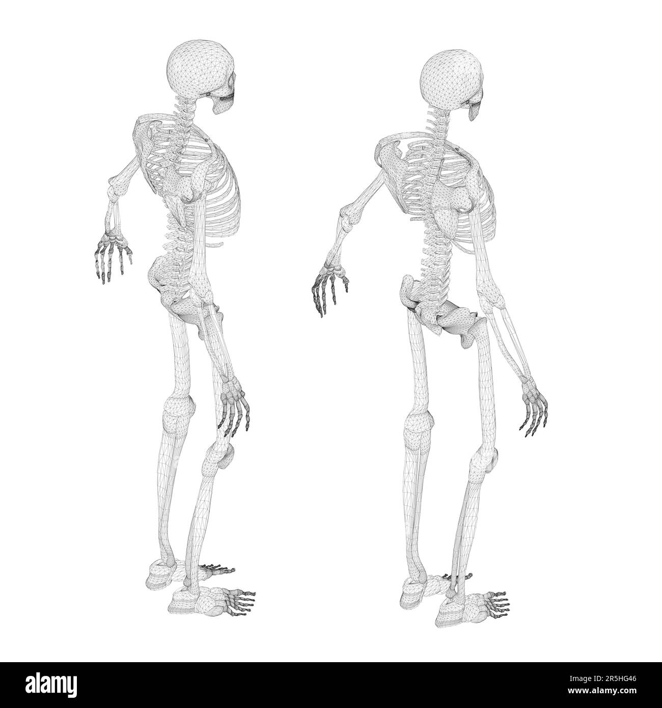 Anatomie 3d nuque crane Banque d'images vectorielles - Alamy