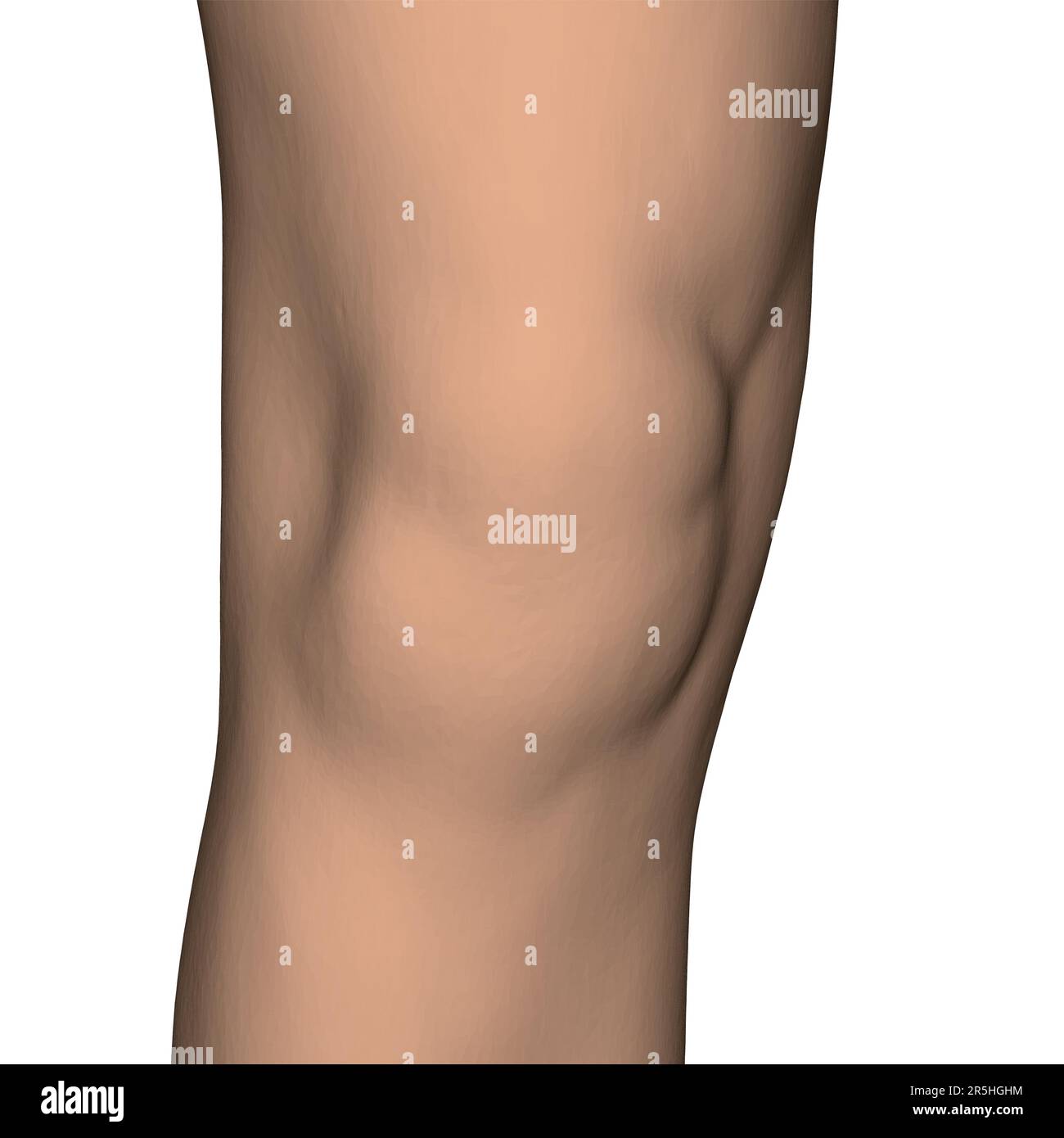 Genou humain réaliste isolé sur fond blanc. 3D. Illustration ...