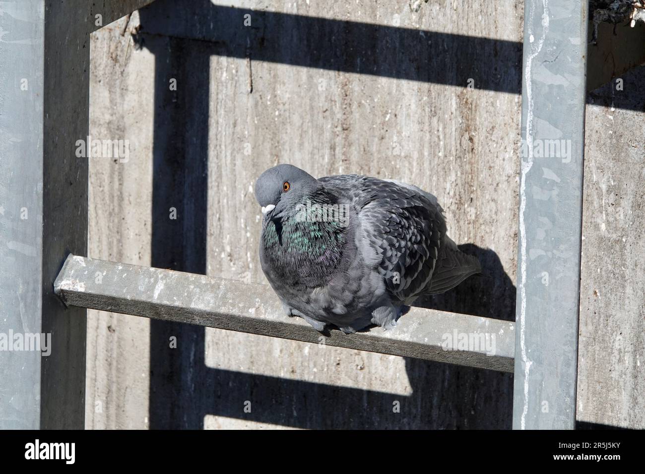 Pigeon prend un repos assis sur une échelle lors d'une journée ...
