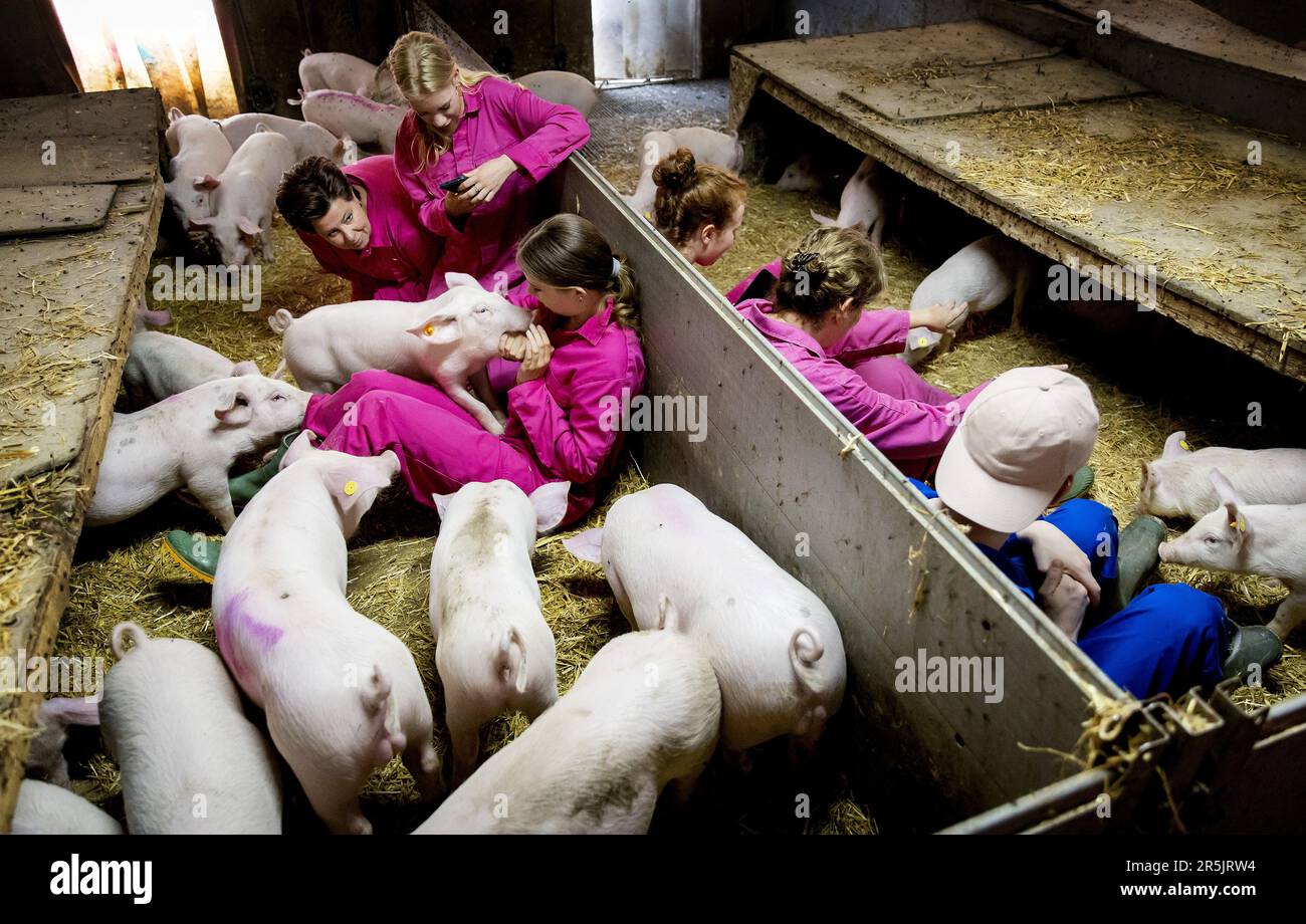 HOOGELOON - Une fille se câlin avec un porcelet dans l'écurie de la ...