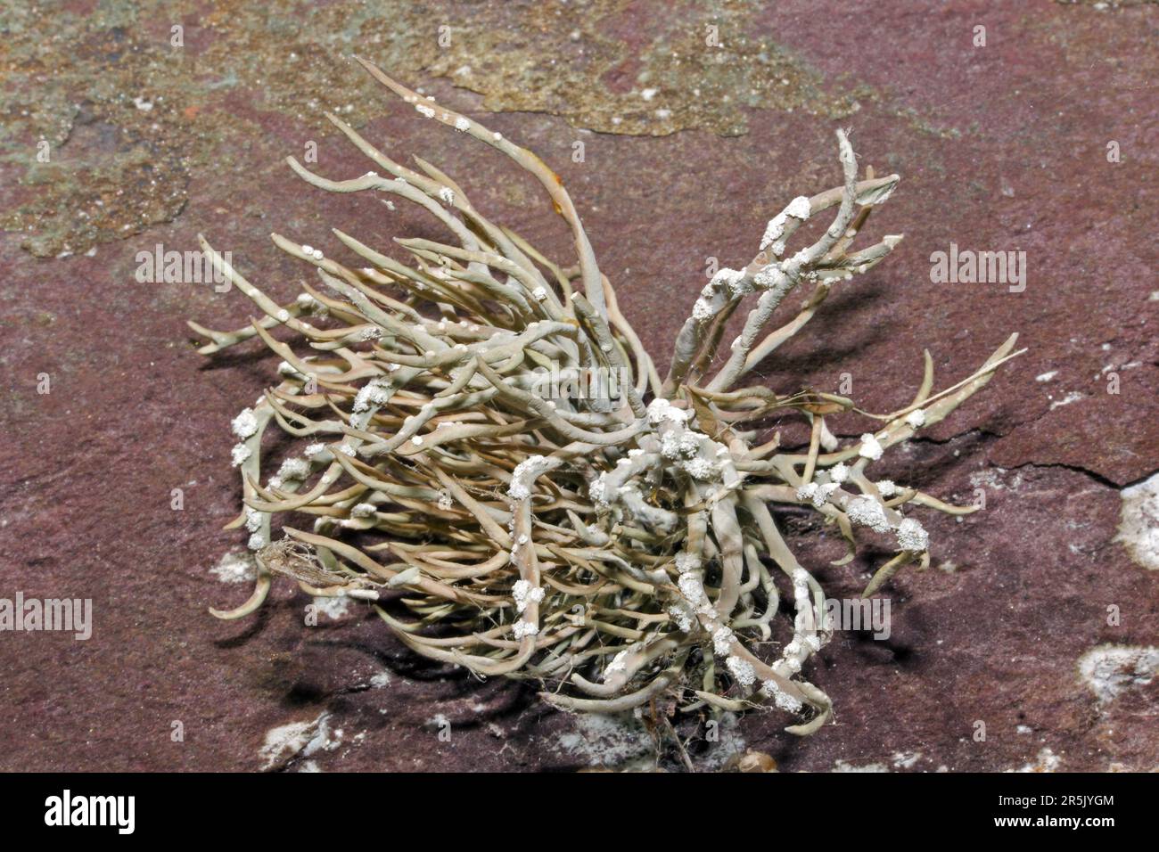 Rare lichen Banque de photographies et d’images à haute résolution - Alamy