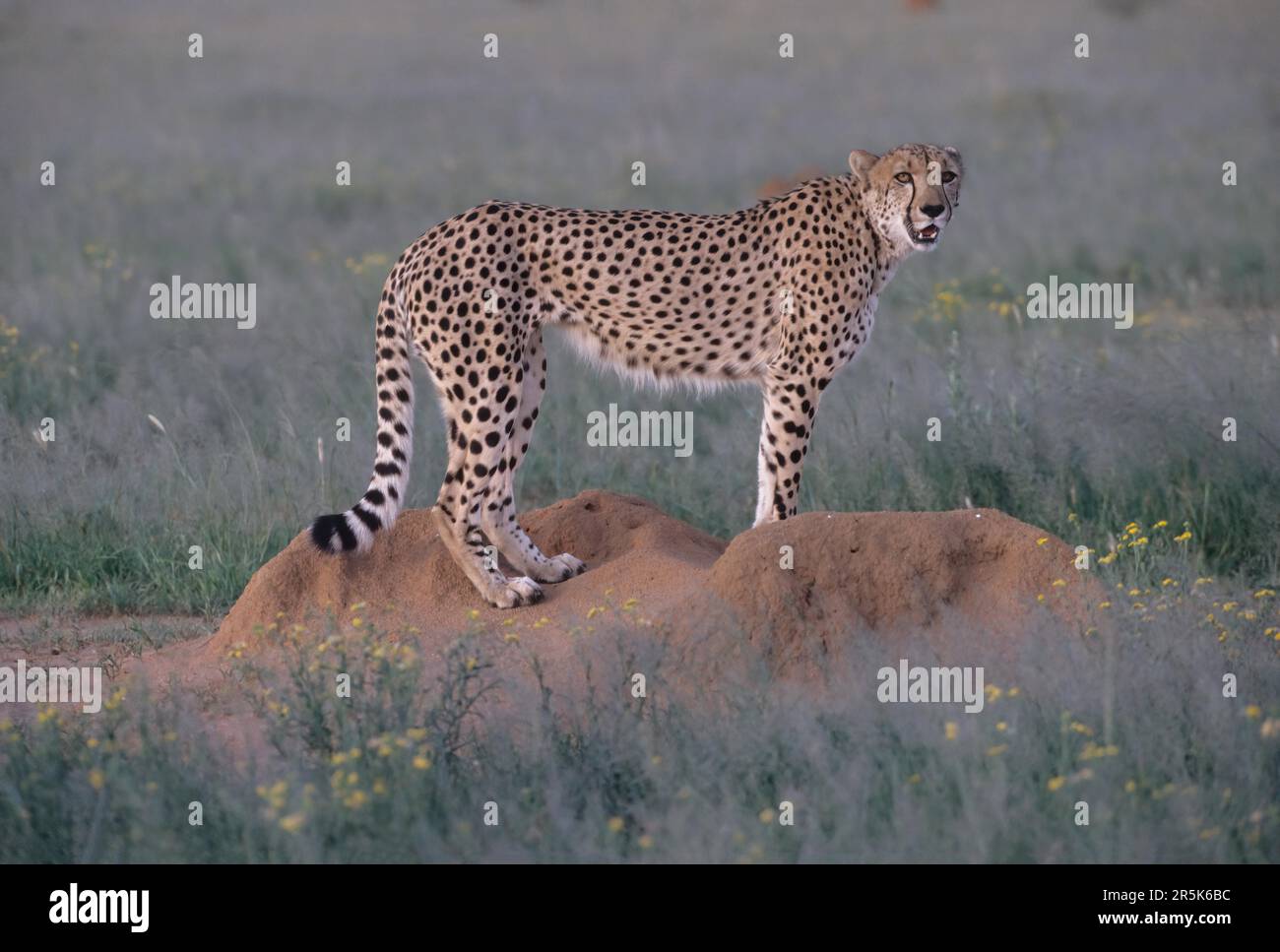 Le guépard (Acinonyx jubatus) est un grand chat originaire d'Afrique et ...