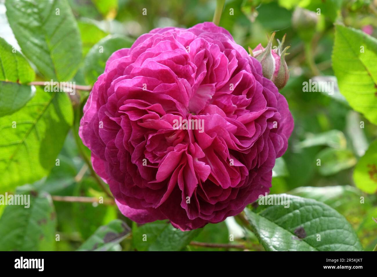Rose cardinal de richelieu Banque de photographies et d’images à haute ...