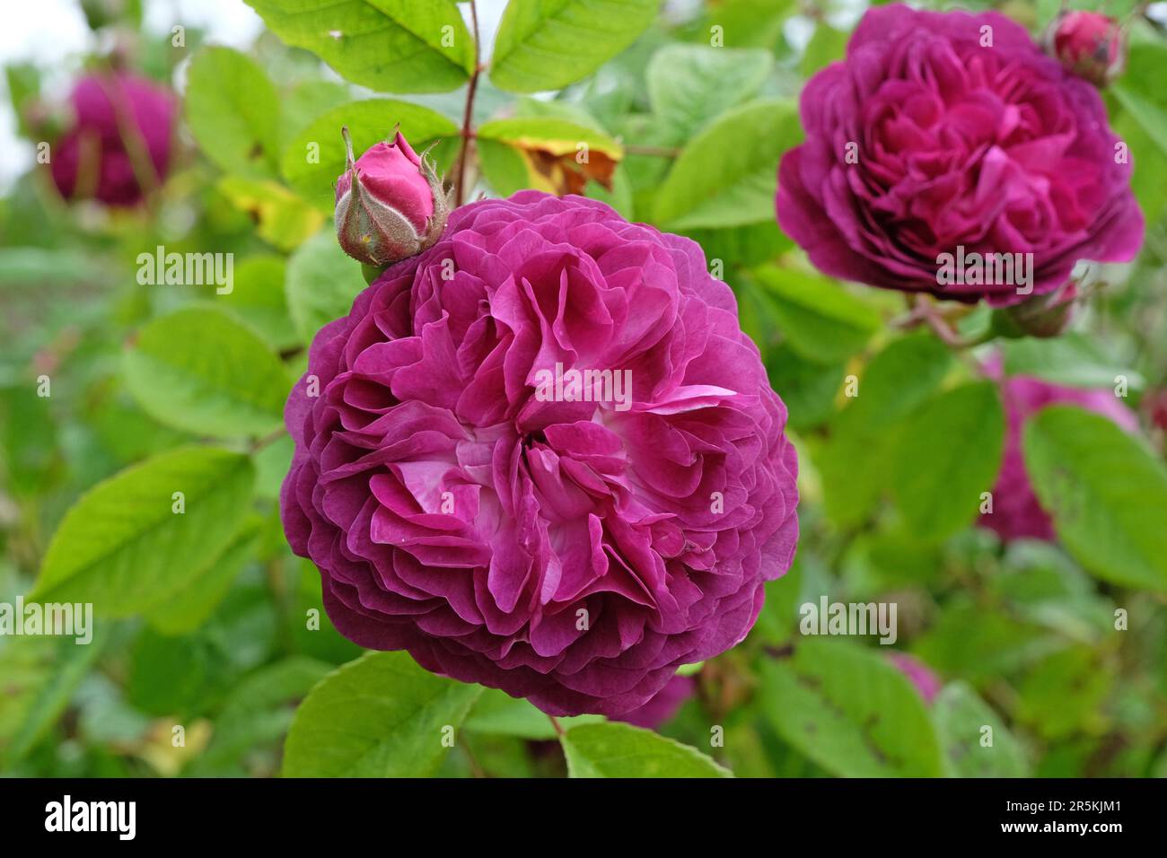 Rose cardinal de richelieu Banque de photographies et d’images à haute ...