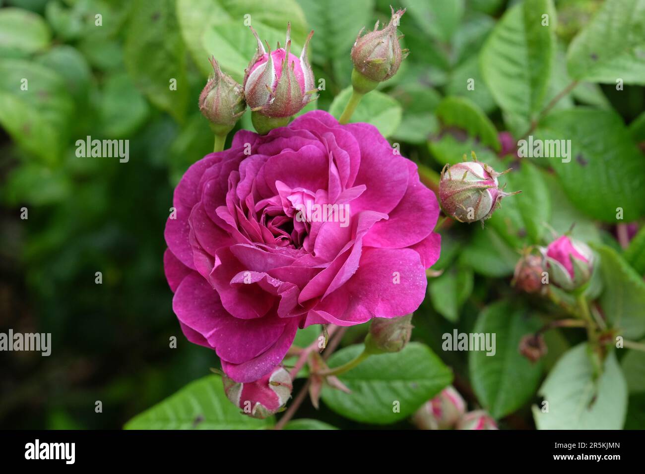 Rose cardinal de richelieu Banque de photographies et d’images à haute ...