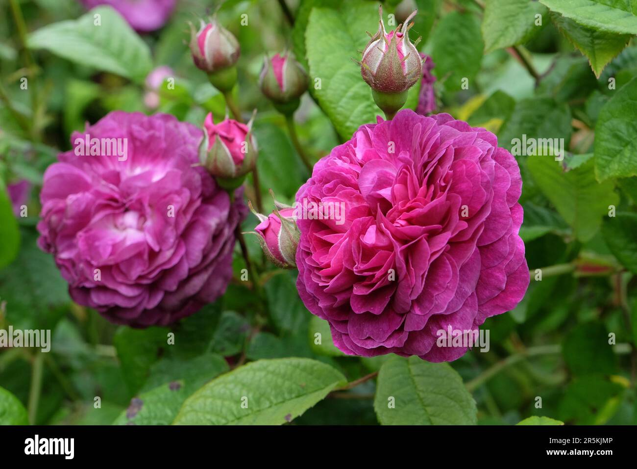 Rose cardinal de richelieu Banque de photographies et d’images à haute ...