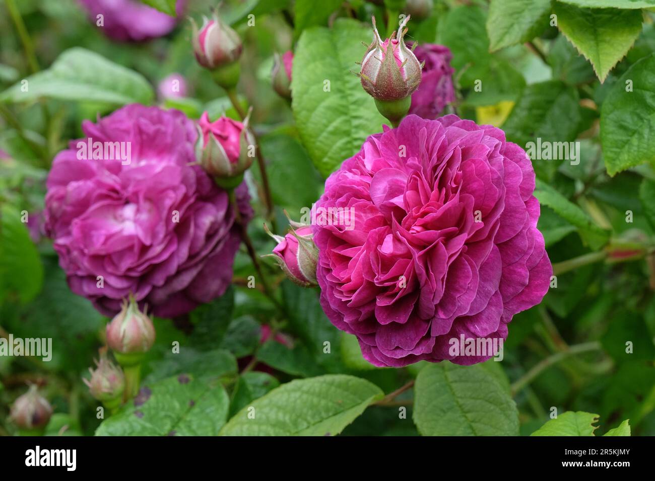 Rose cardinal de richelieu Banque de photographies et d’images à haute ...