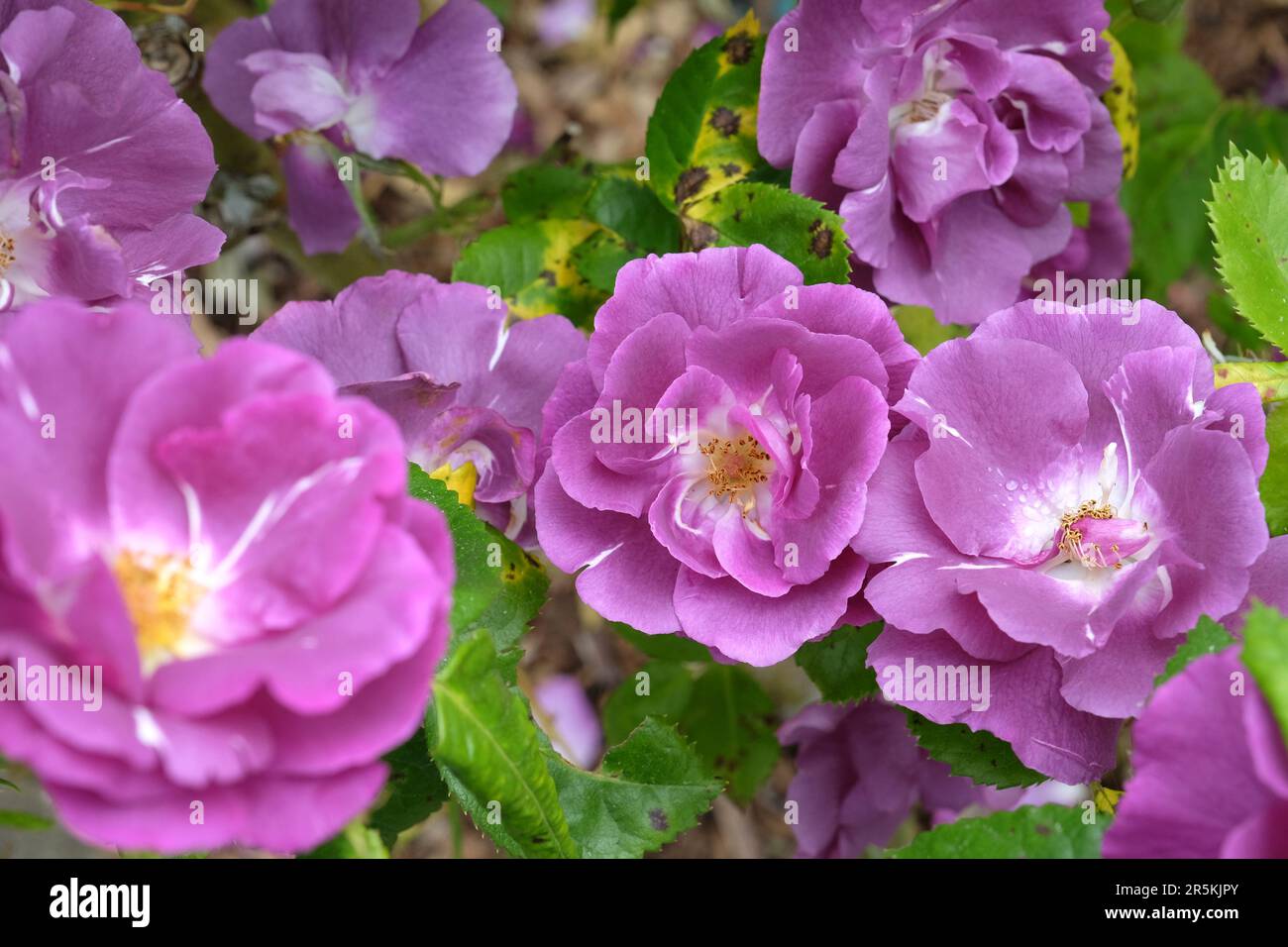 Rosa rhapsody in blue Banque de photographies et d’images à haute ...
