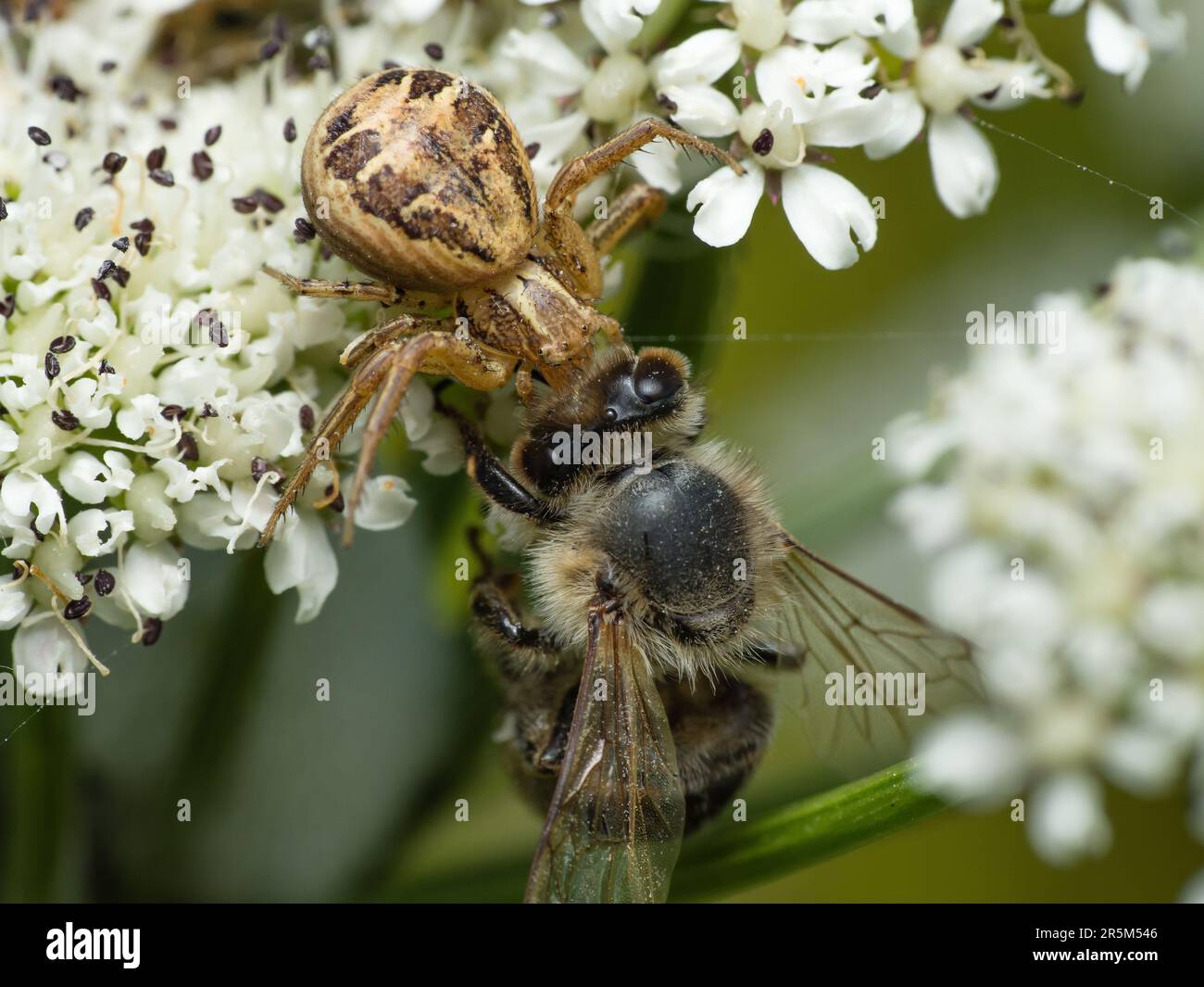 Le prédateur complexe: Une araignée à motifs ensnares sa proie, une ...