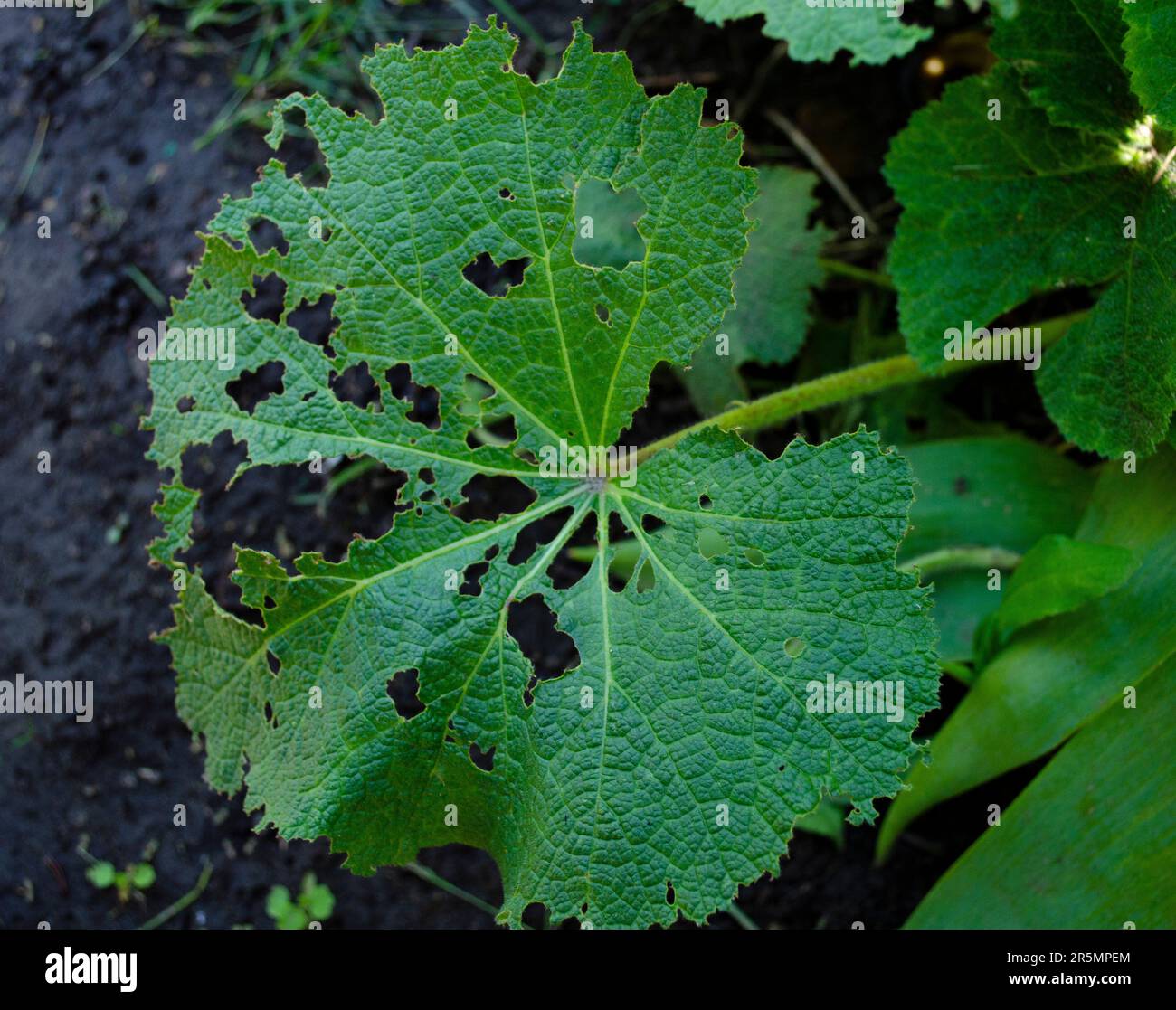 Plant disease concept Banque de photographies et d’images à haute ...