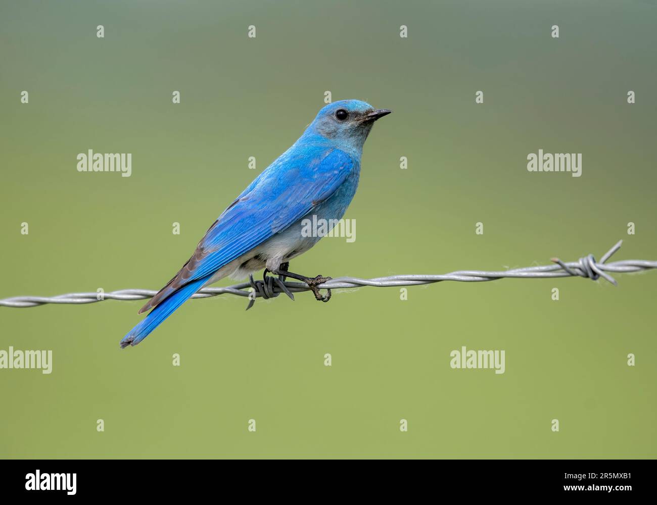 Un oiseau bleu de montagne mâle (Sialia currucoides) perché sur une ...