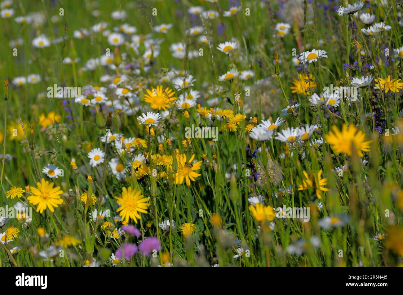 Prairie, fleurs de prairie dans le Tyrol du Sud, pâquerettes à œil de ...