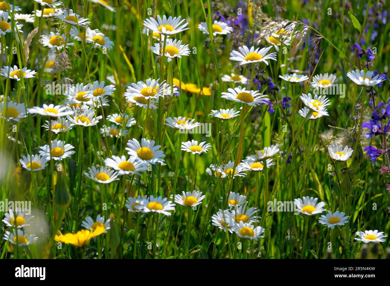 Prairie, fleurs de prairie dans le Tyrol du Sud, pâquerettes à œil de ...