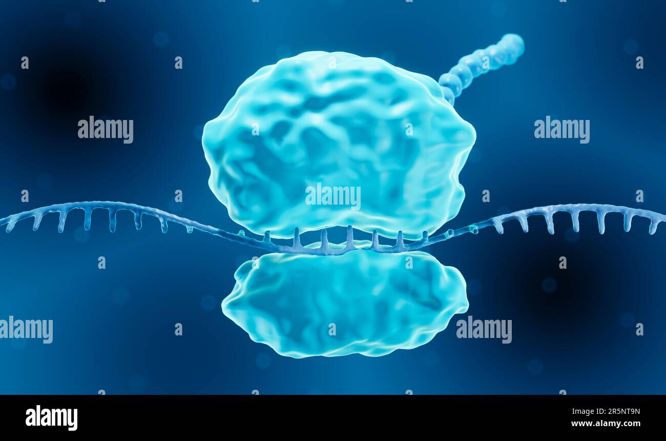 Ribosome structure Banque de photographies et d’images à haute ...