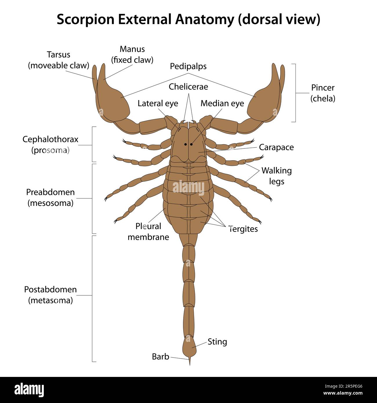 L'anatomie externe d'un scorpion est caractérisée par un corps segmenté ...