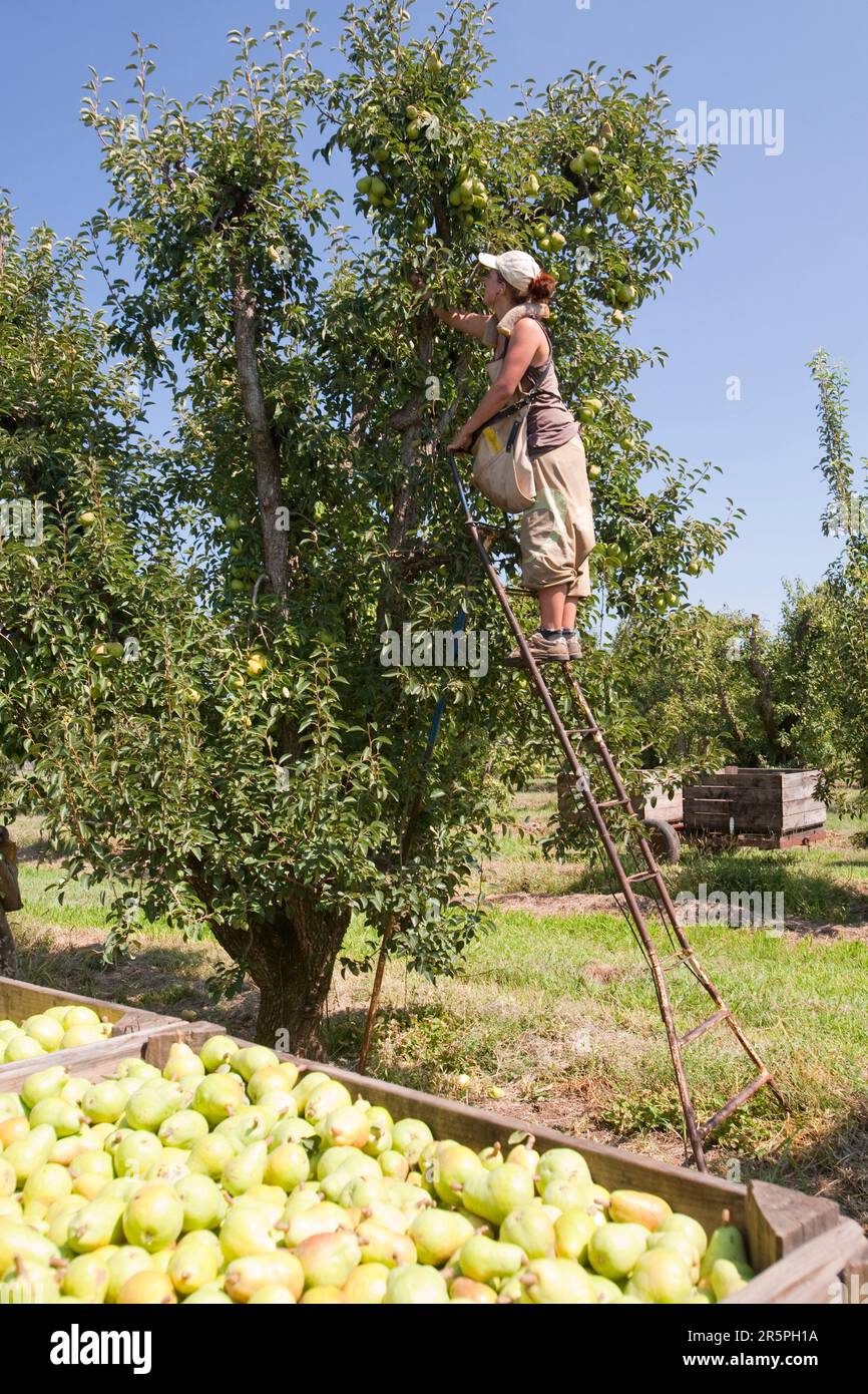 Un verger de poires près de Shepperton, Victoria, Australie. Cette ...