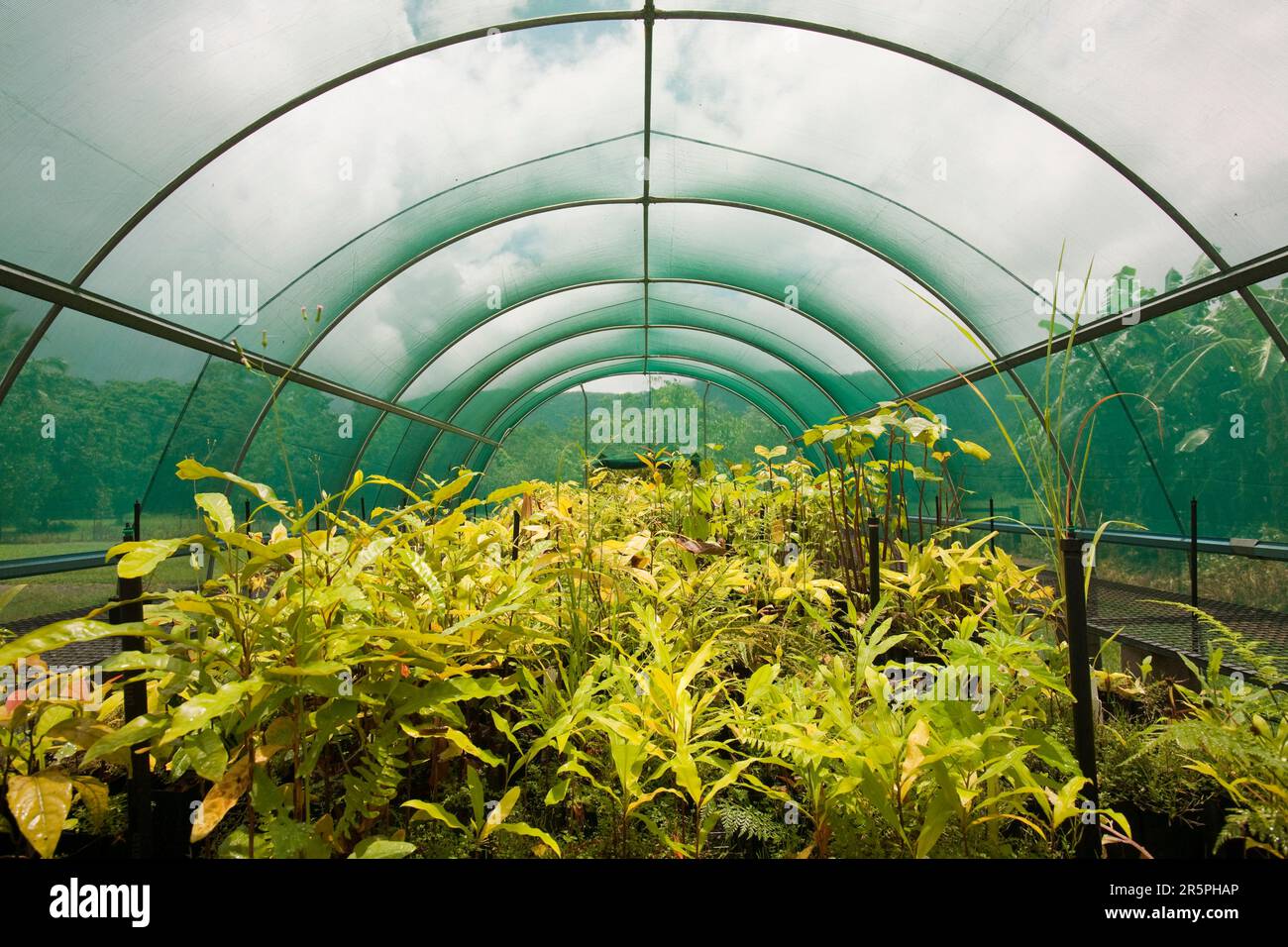 Siège de l'Australian Rainforest Foundation dans la forêt tropicale de ...