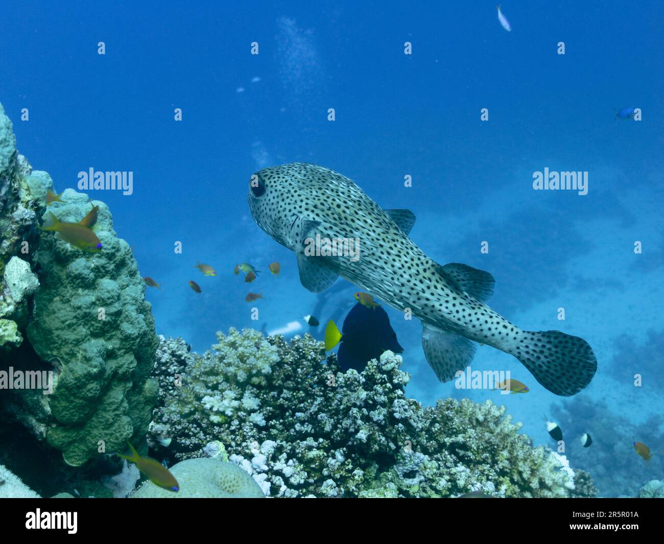 Poisson porc commun Banque de photographies et d’images à haute ...