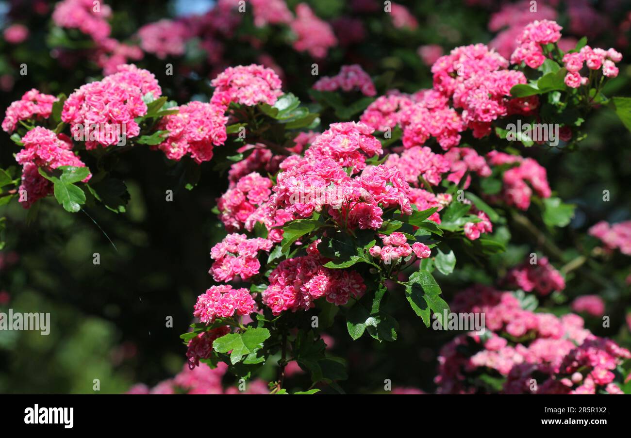 Crataegus laevigata rosea flore pleno Banque de photographies et d ...
