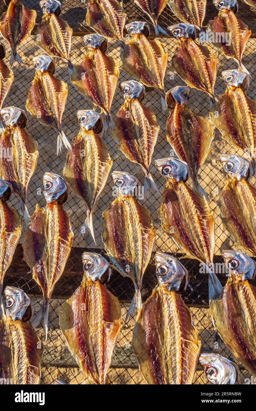 Portugal, région du Centre, Nazaré station balnéaire, Dry Fish Museum ...