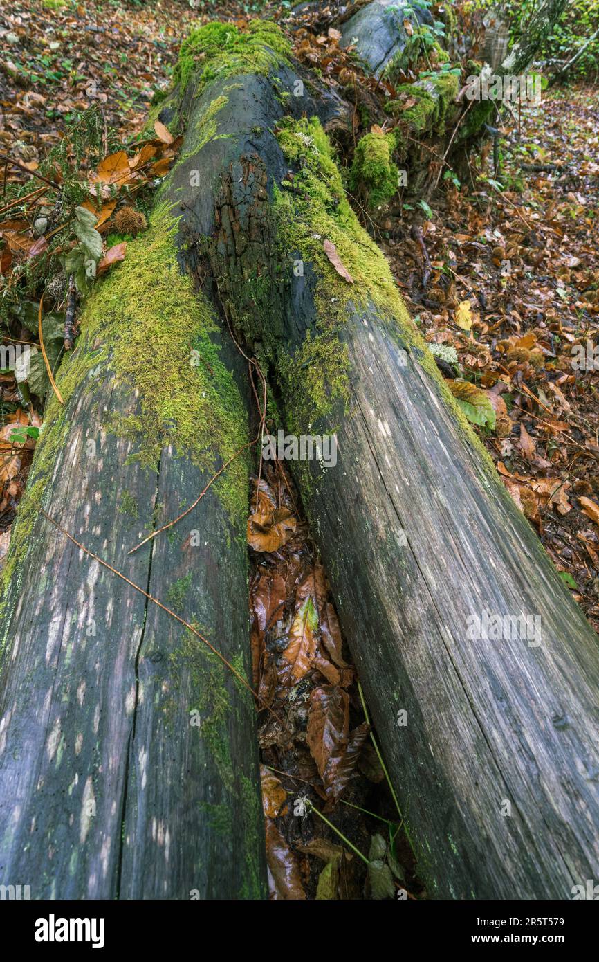 Ce tronc tombé d'un arbre rappelle le corps d'une femme qui se trouve ...