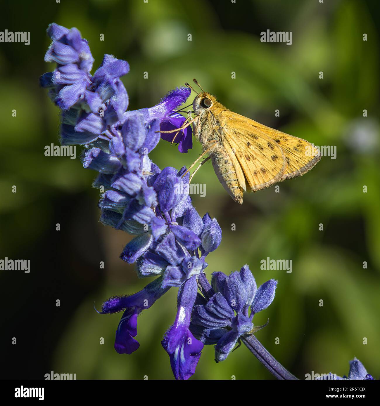 Fiery skipper Banque de photographies et d’images à haute résolution ...
