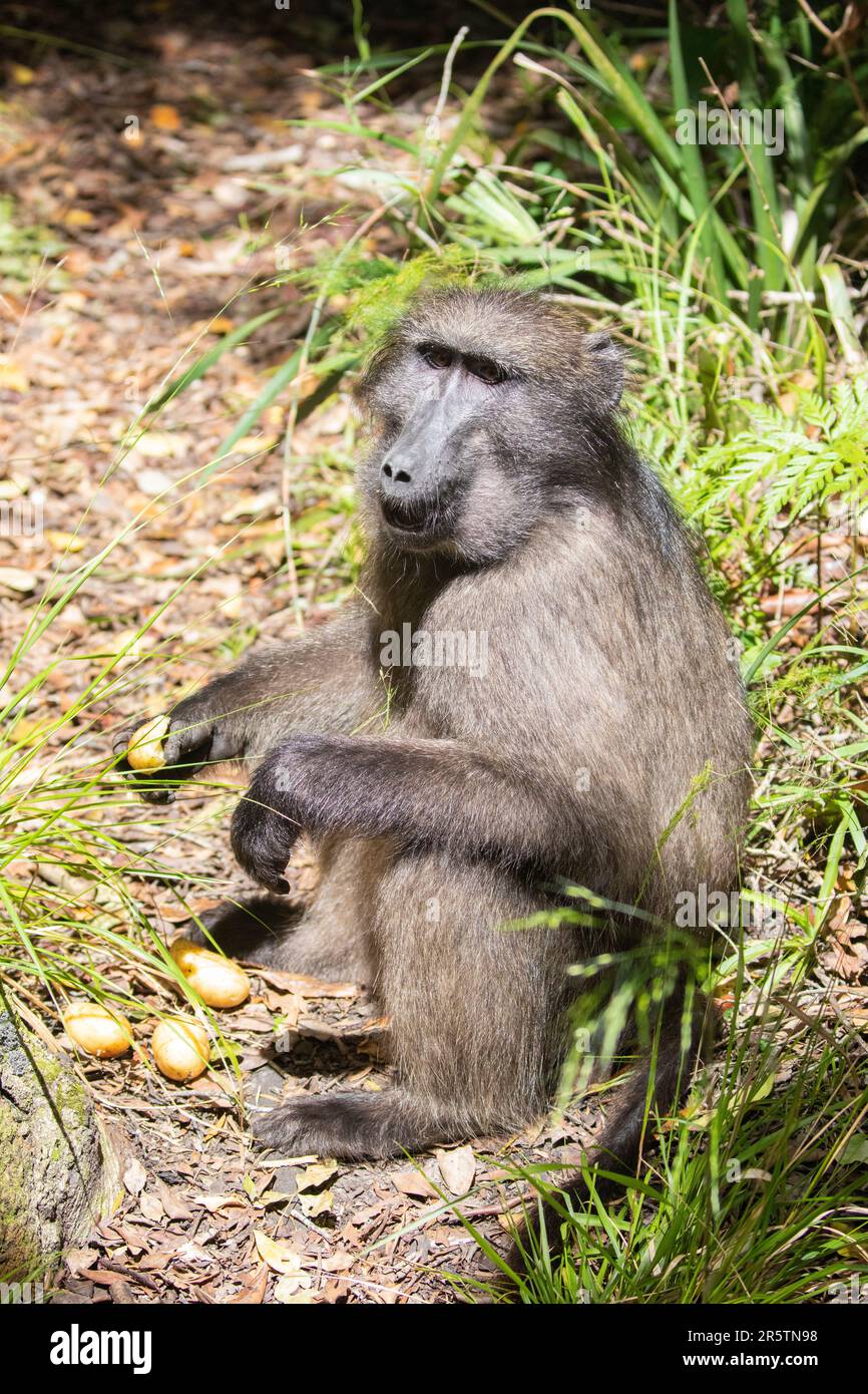 Chacma Baboon ou Cape Baboon (Papio ursinus ursinus) manger des pommes ...