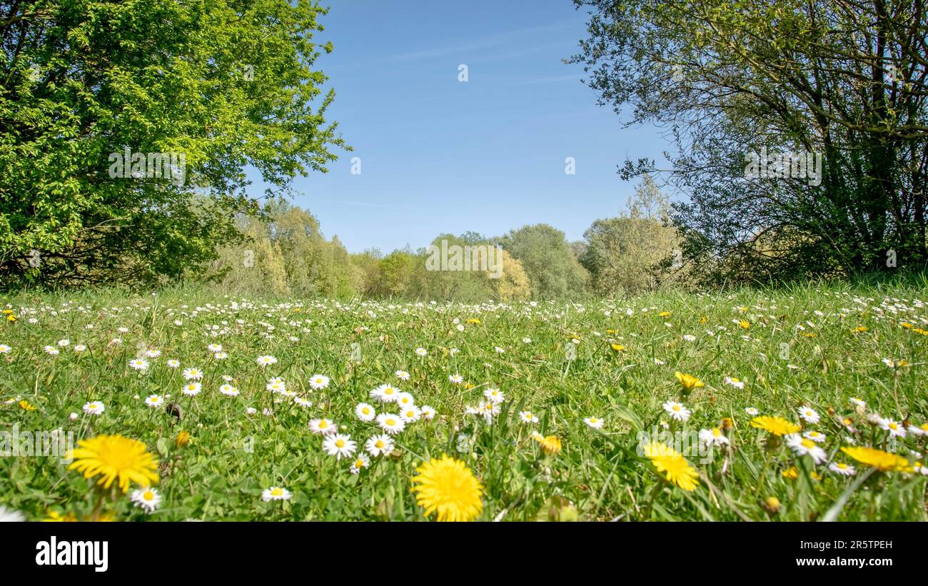 Grandes fleurs ouvertes pittoresques Banque de photographies et d ...