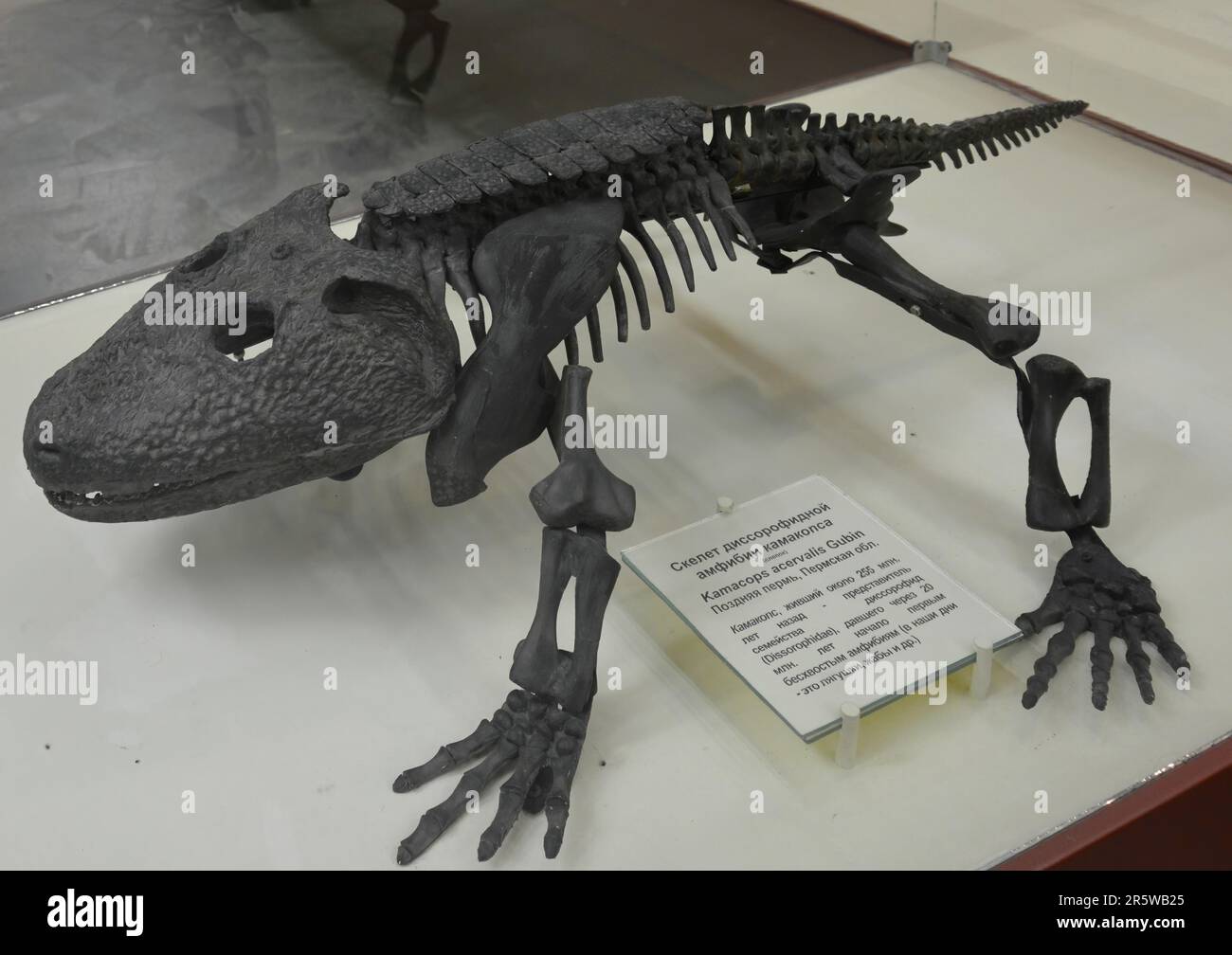 Crâne herbivore et carnivore Banque de photographies et d’images à ...