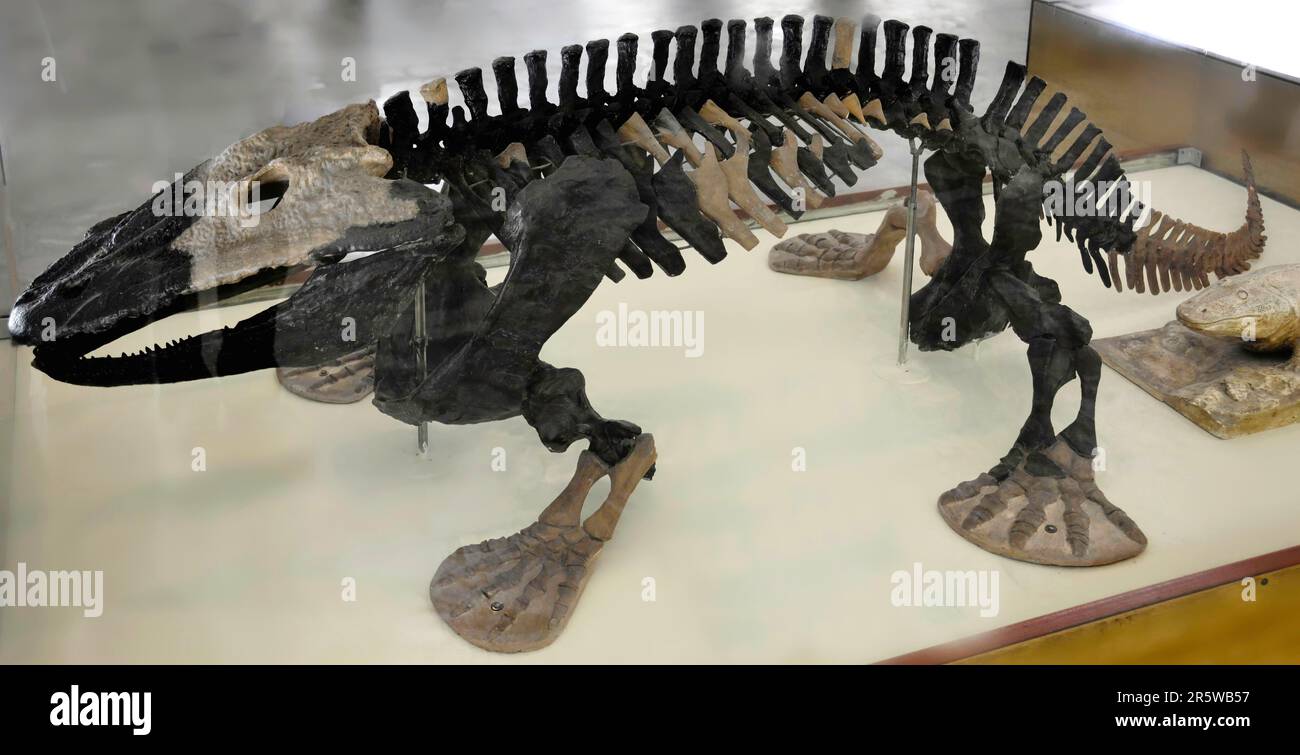 Crâne herbivore et carnivore Banque de photographies et d’images à ...