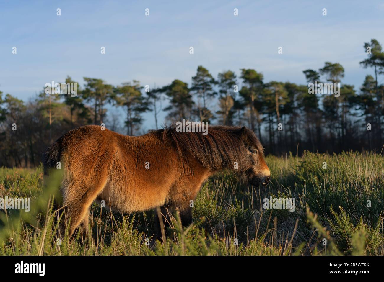 Un poney mangeant de l'herbe dans le parc national d'Exmoor avec des ...