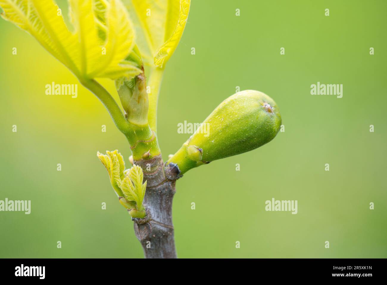 Le figuier est le fruit comestible de Ficus carica, une espèce de petit ...