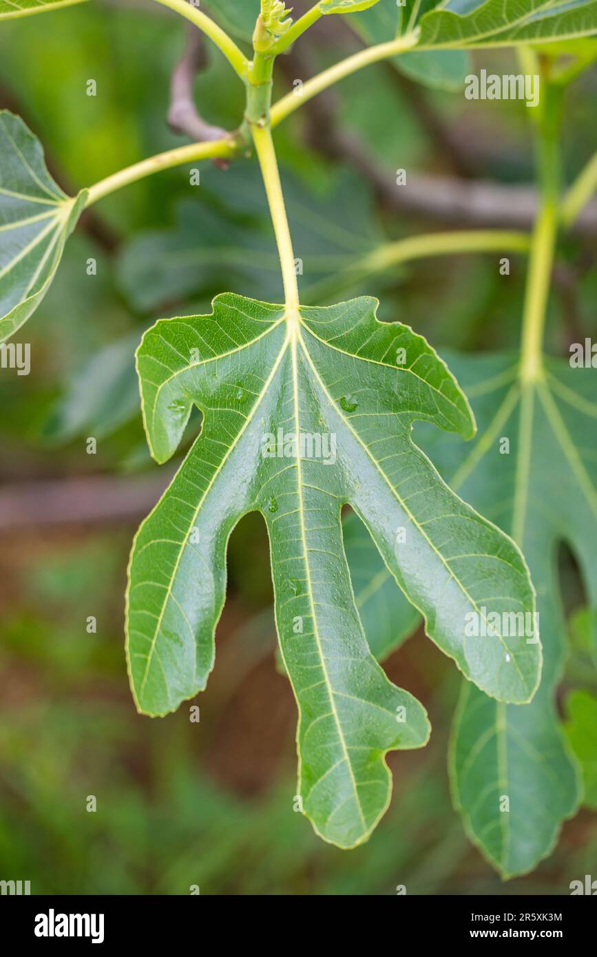 Le figuier est le fruit comestible de Ficus carica, une espèce de petit ...