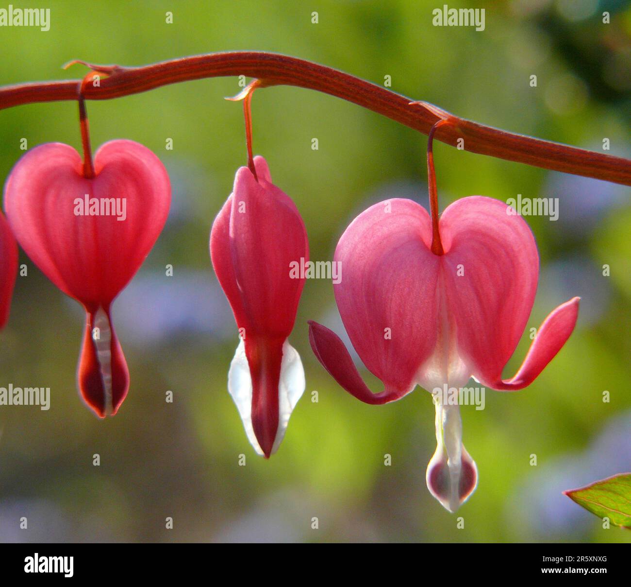 Déchirement du coeur, saignement du coeur (Dicentra), saignement du ...
