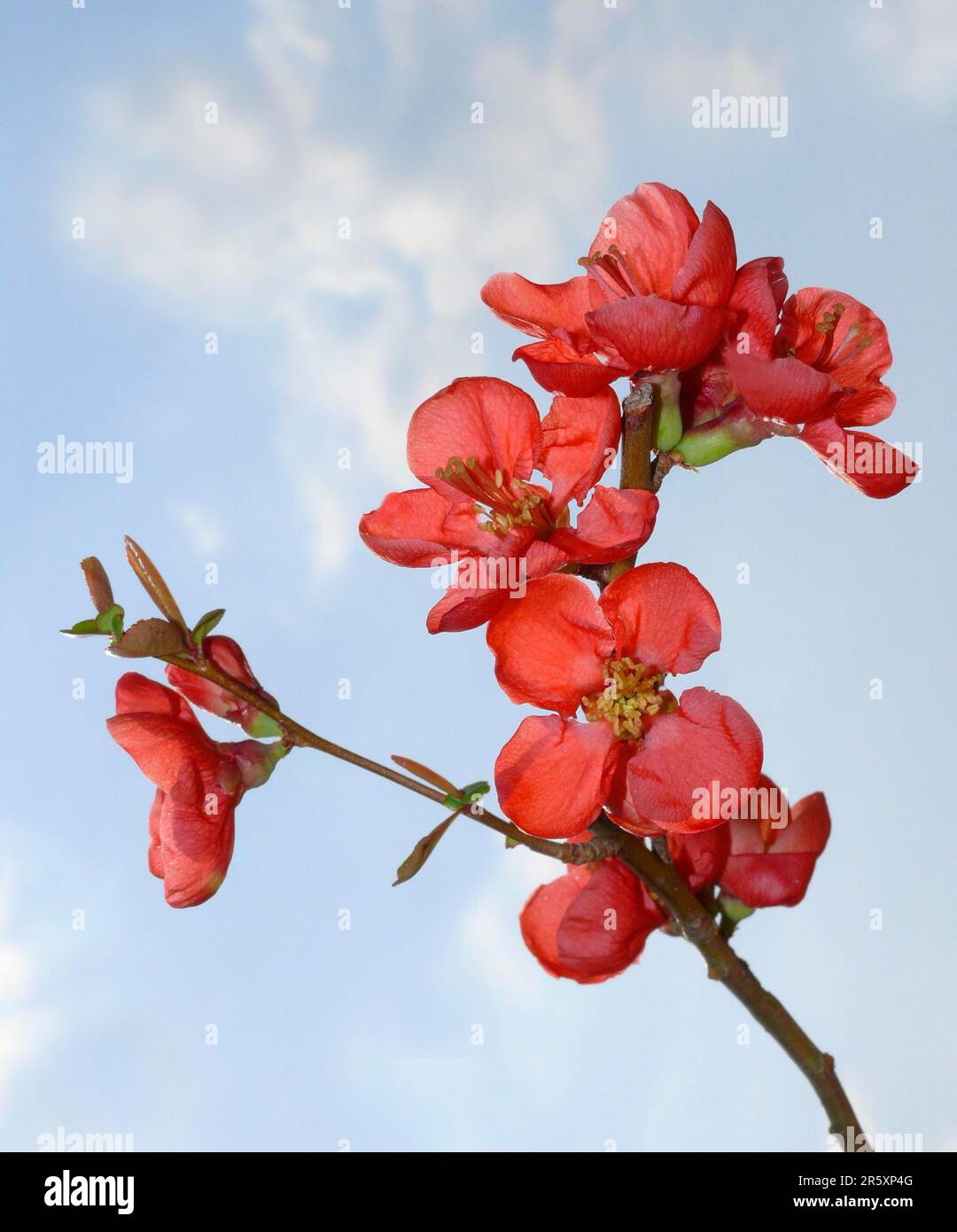 Maquette japonaise Banque de photographies et d’images à haute ...