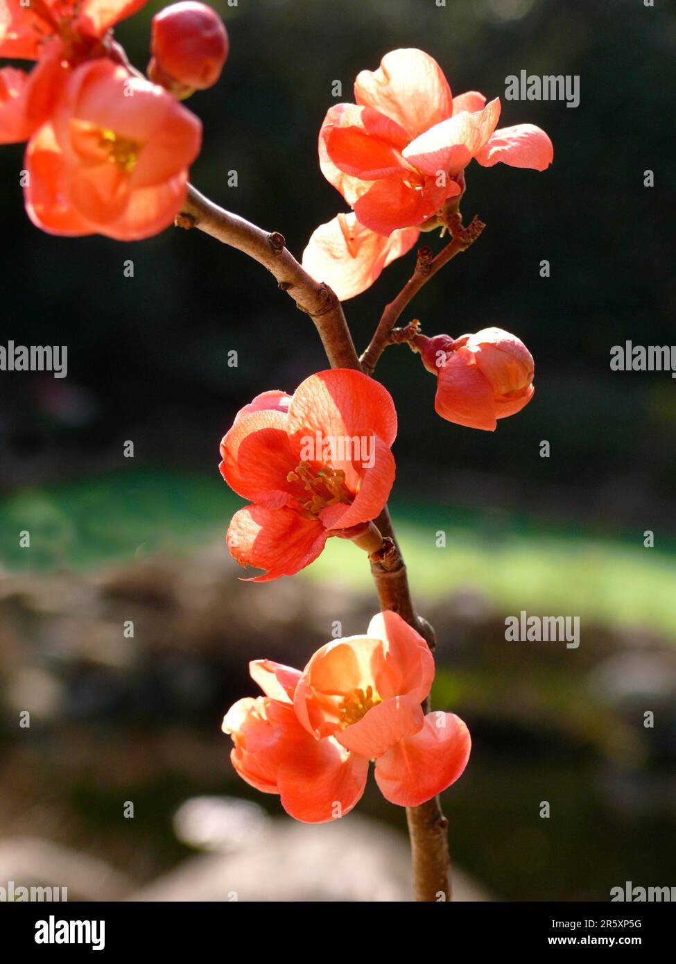 Maquette japonaise Banque de photographies et d’images à haute ...
