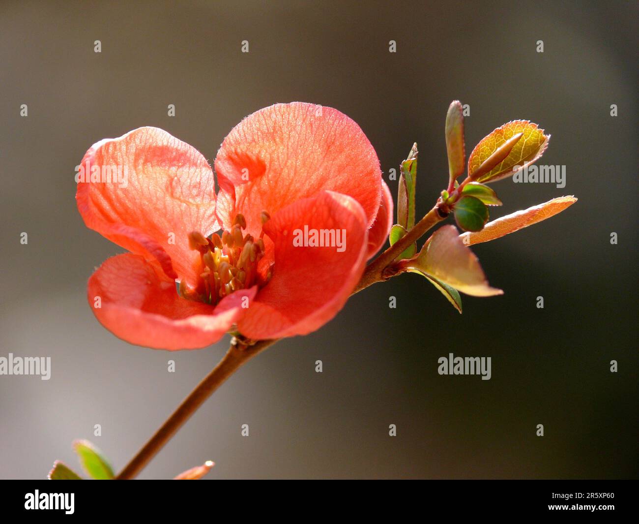 Maquette japonaise Banque de photographies et d’images à haute ...