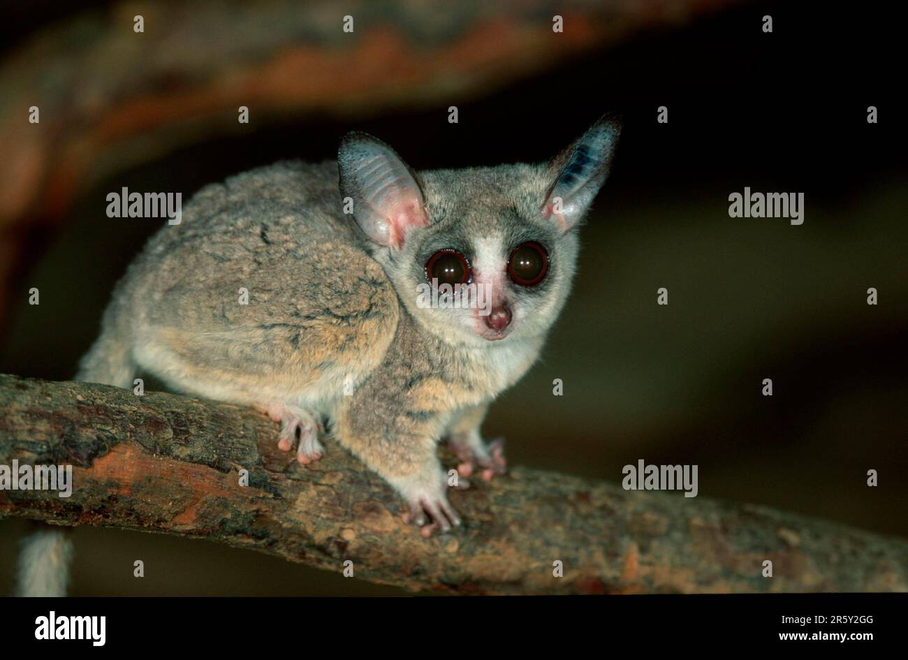 Senegal bushbaby Banque de photographies et d’images à haute résolution ...
