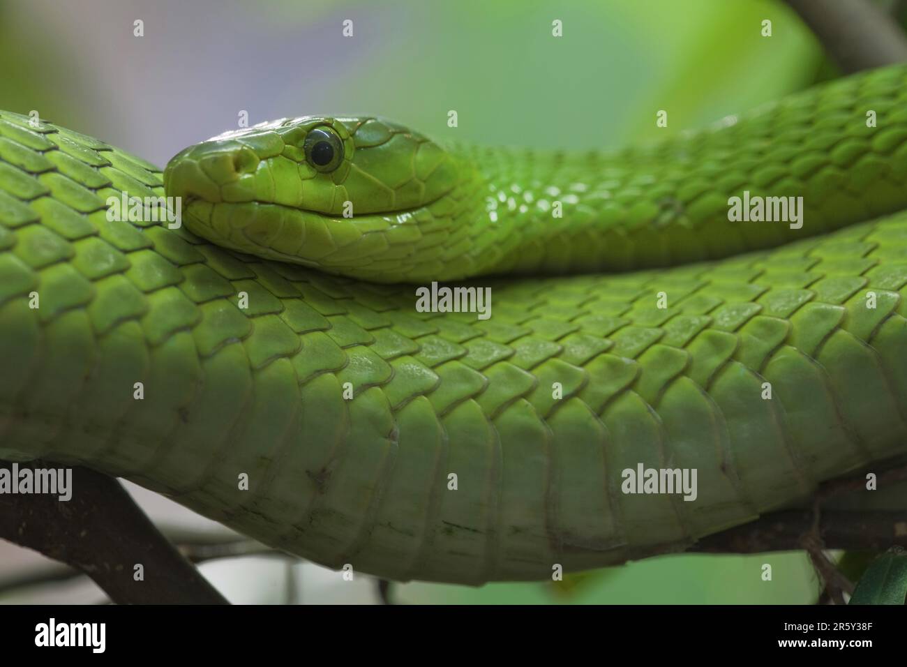 Mamba vert Banque de photographies et d’images à haute résolution - Alamy