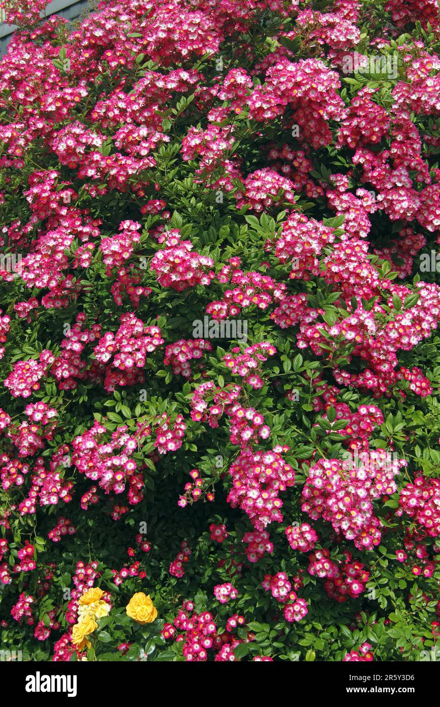 Ornamental rose rosa amadeus Banque de photographies et d’images à haute résolution - Alamy