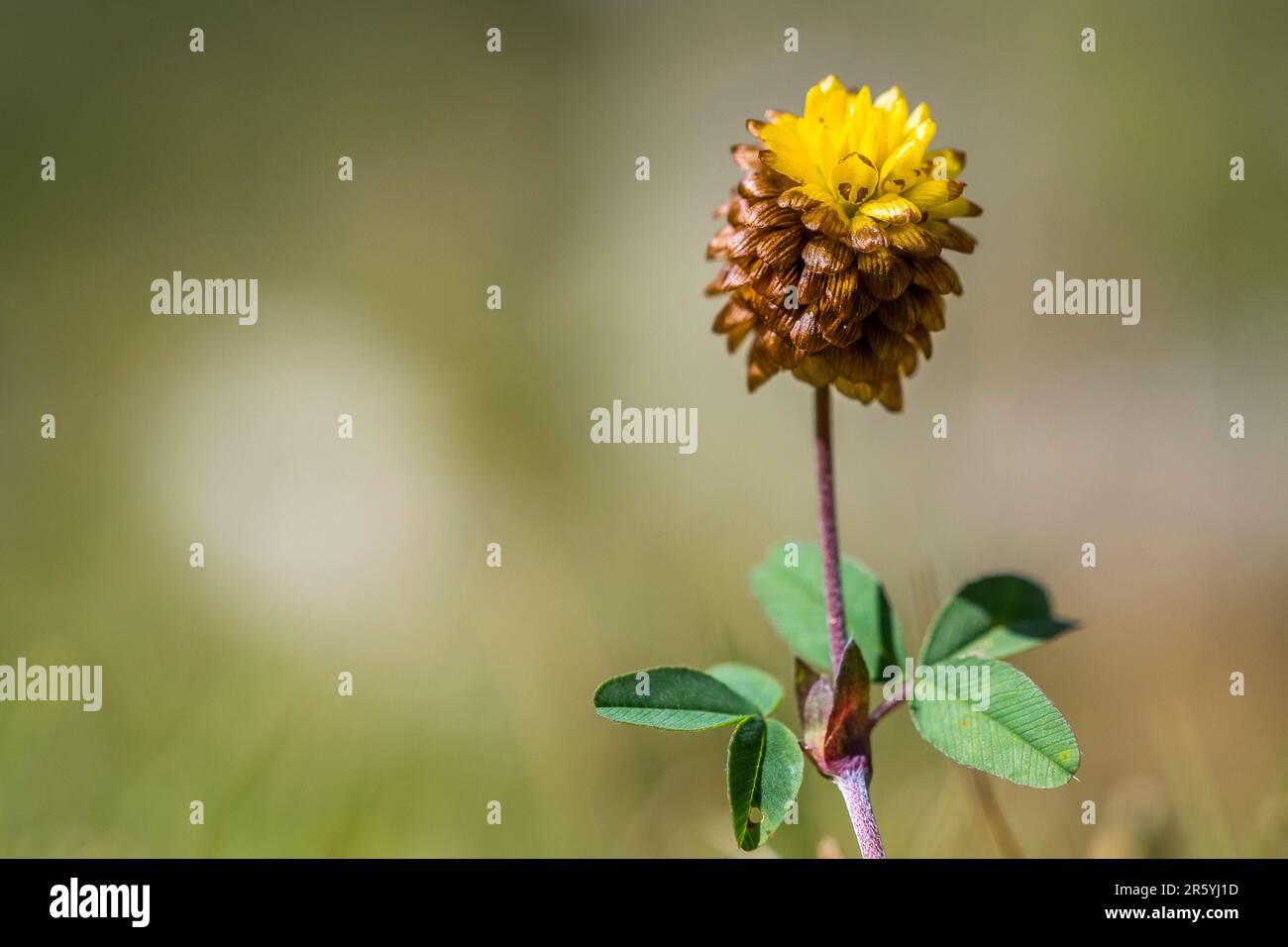Le trifolium badium, trèfle brun ou trèfle brun, est une espèce de ...