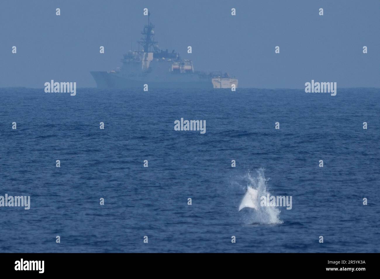 A manta ray jumps out of the water as the U.S. Coast Guard Cutter ...