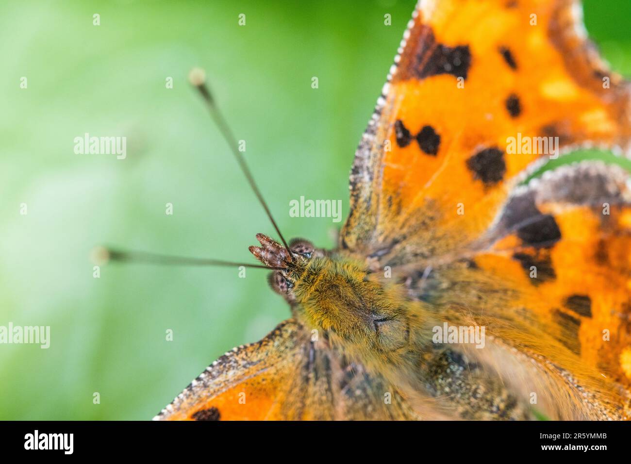 Polygonia c-album, la virgule, est une espèce de papillons généralistes ...