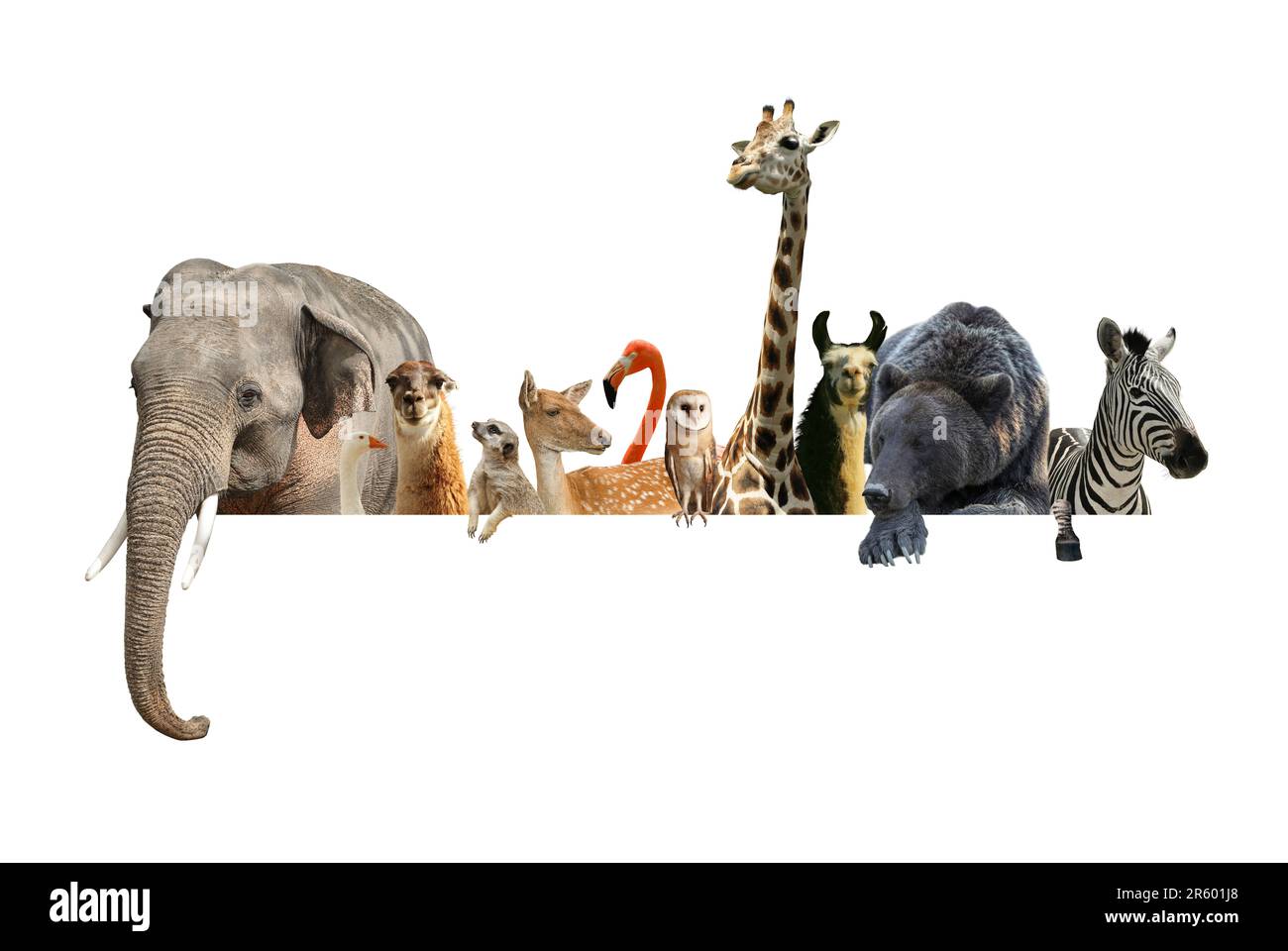 Groupe de différents animaux sauvages debout derrière la bannière sur ...