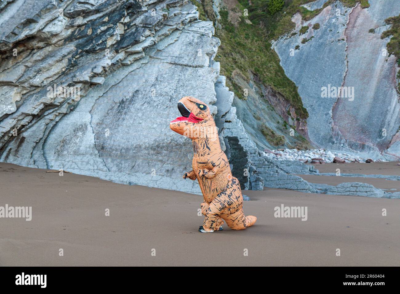 T-rex à côté des falaises de Flysh sur la plage d'Itzurun à Zumaia ...