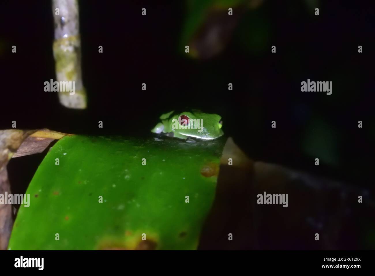 Grenouille aux yeux rouges Banque de photographies et d’images à haute ...